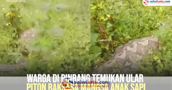 VIDEO: Warga di Pinrang Temukan Ular Piton Raksasa Mangsa Anak Sapi VIDEO: Warga di Pinrang Temukan Ular Piton Raksasa Mangsa Anak Sapi